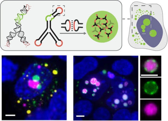 Programmable RNA nanostars create custom artificial organelles inside cells