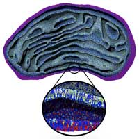 First simulation of a full-sized mitochondrial membrane