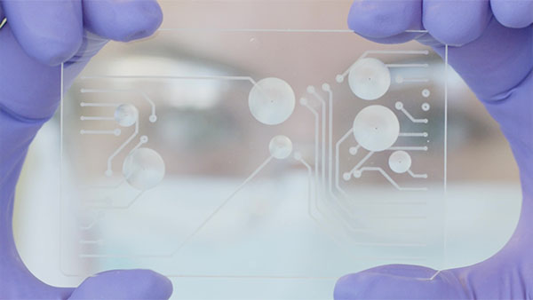Researchers achieve first complete vascularization of organoids on ...
