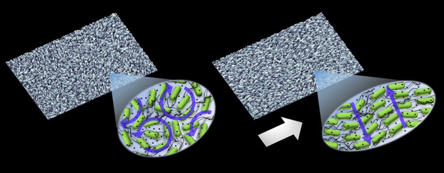 Getting bacteria into line