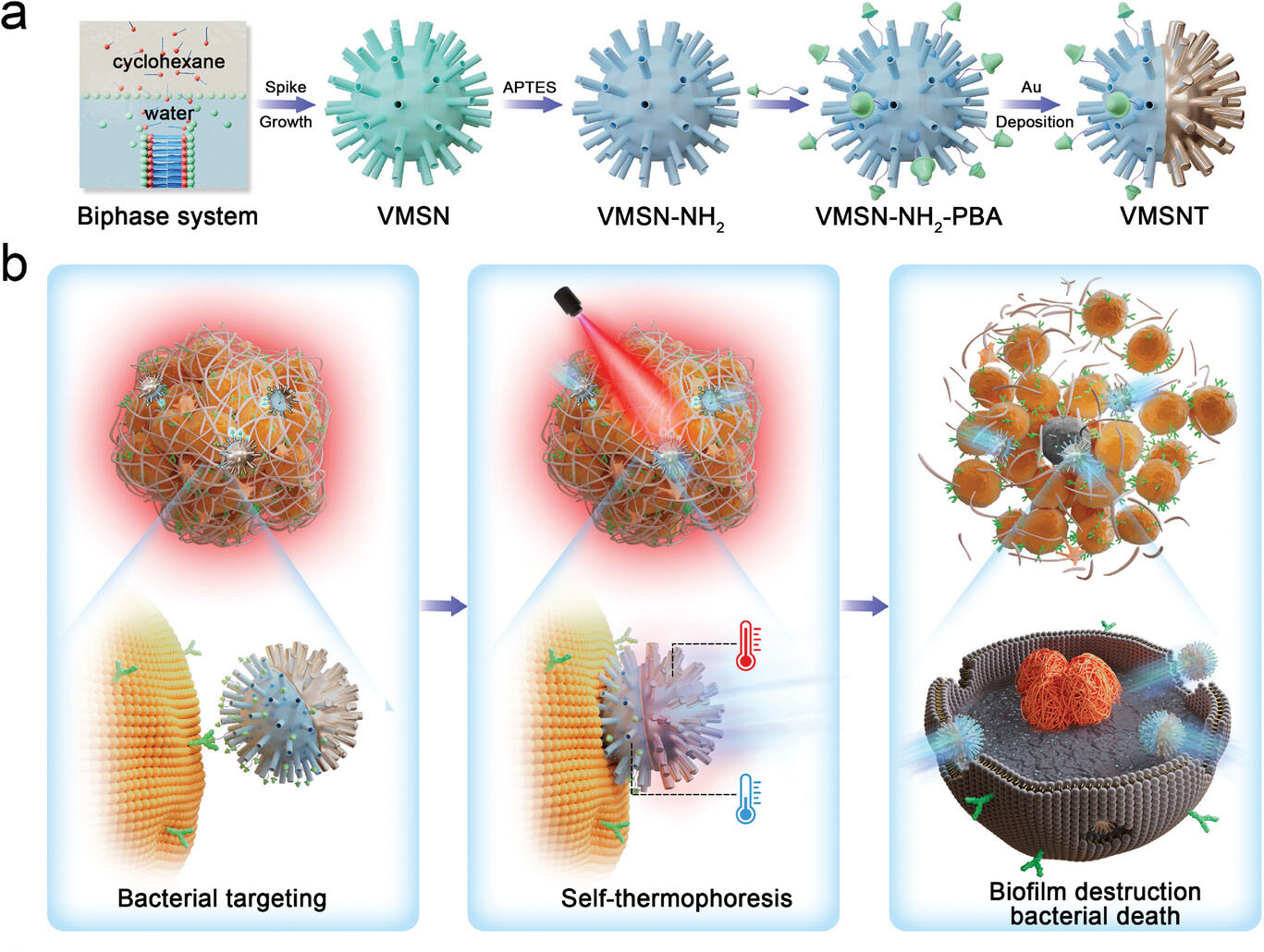 Microscopic robots target and destroy antibiotic resistant bacteria in ...
