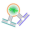 Light-up DNA switches for programmable molecular logic and sensing